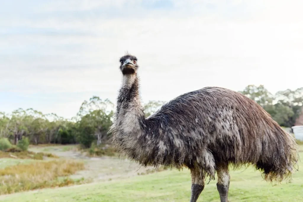 Discovering Grampians Wildlife: A Guide to Native Animals and Birds