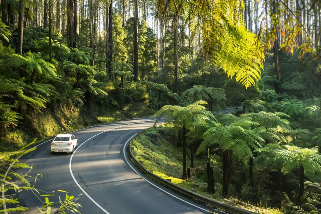 Melbourne’s Best Scenic Drives: Routes for Stunning Views