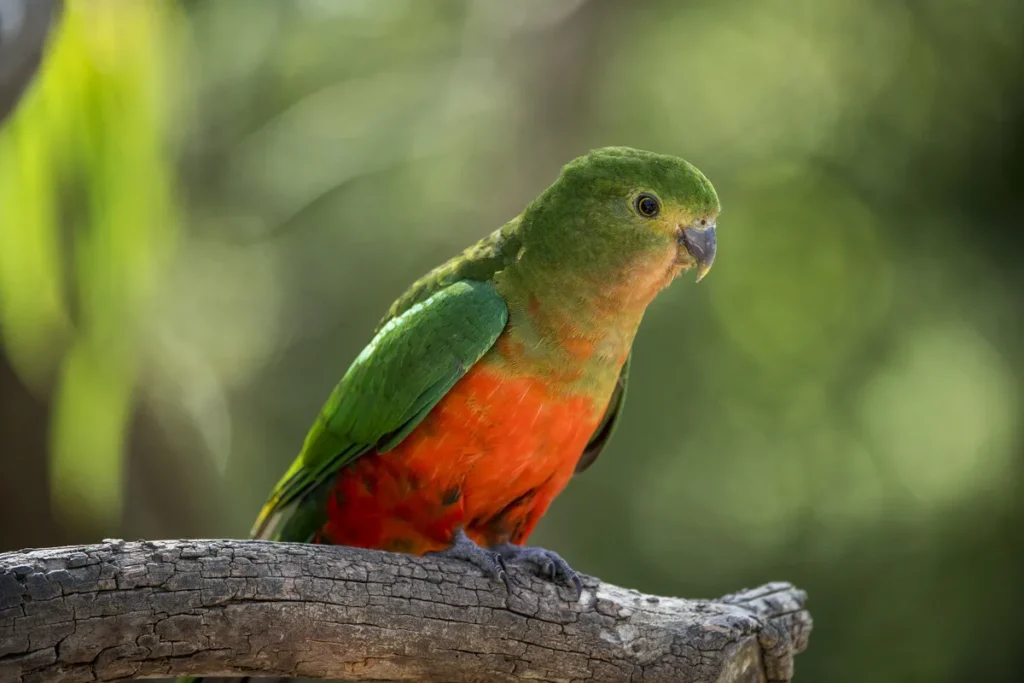 Discovering Grampians Wildlife: A Guide to Native Animals and Birds