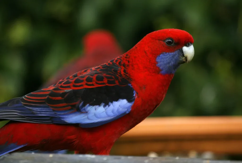 Discovering Grampians Wildlife: A Guide to Native Animals and Birds